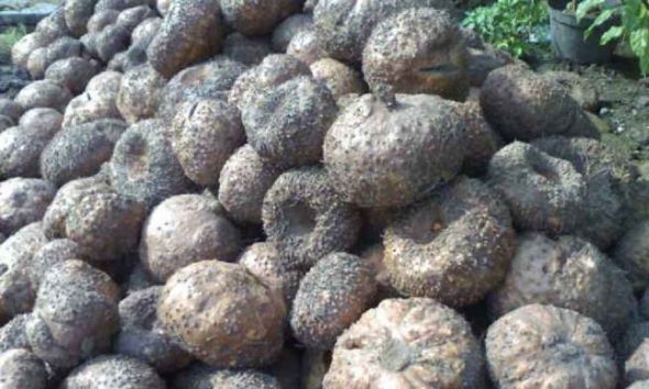 Manfaat Dan Khasiat Tersembunyi Umbi Suweg Untuk Kesehatan Tubuh